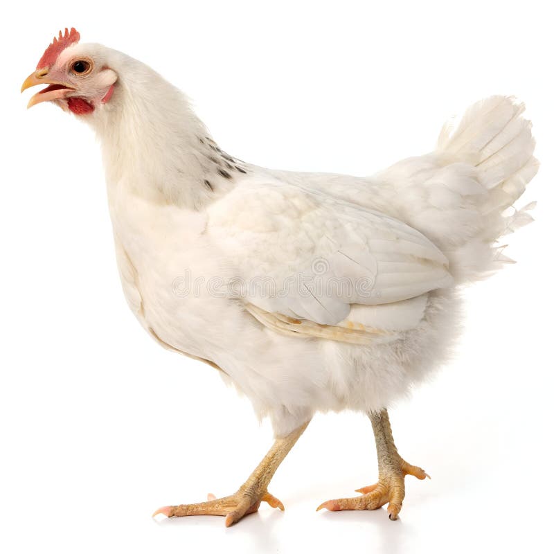 White Hen Chicken â€ Domestic Poultry Bird on White Background Stock ...