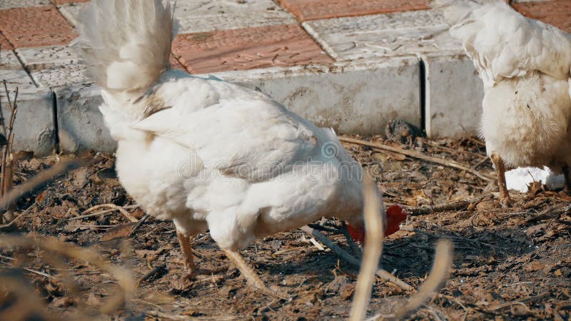Chicken Pecking Green Grass in the Yard. Rural Economy Stock Footage ...