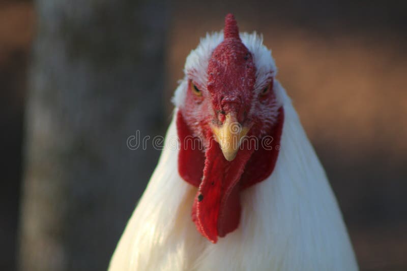 White hen facing camera stock image. Image of camera - 175751953