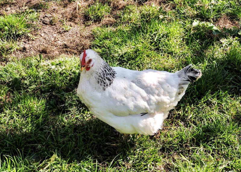 White Speckled Free Range Hen Stock Photo - Image of face, looking ...