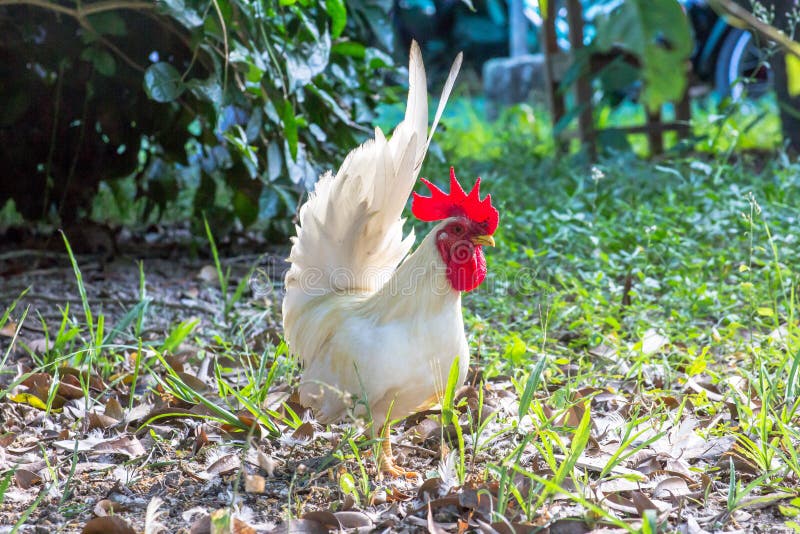 White Hen stock photo. Image of animal, rural, nature - 64144768