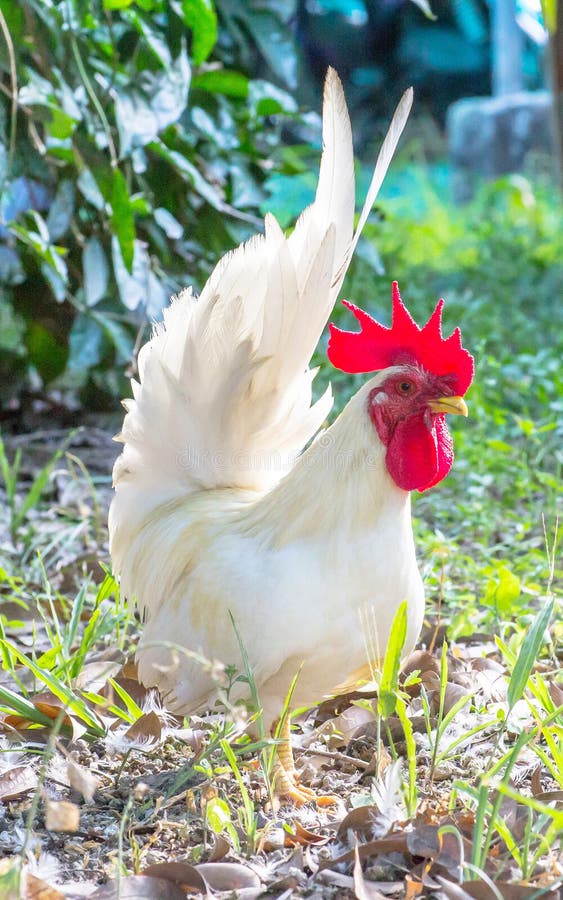 White Hen stock photo. Image of white, food, animal, field - 64144782