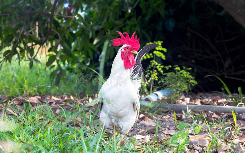 White Hen stock photo. Image of home, garden, rural, animal - 64144868