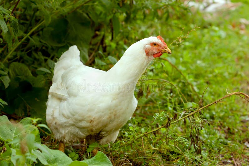 White Hen in green grass stock image. Image of outside - 33593741