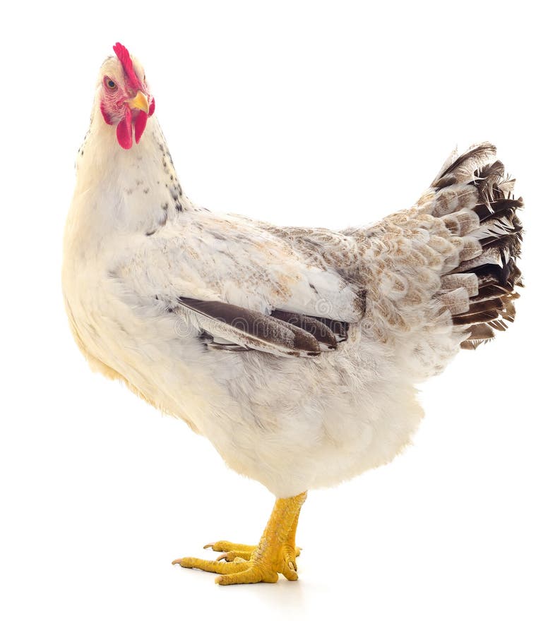 White hen isolated stock image. Image of standing, agriculture - 154020747