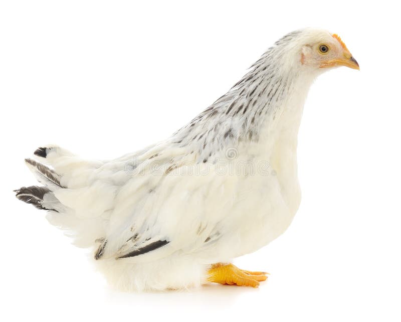 White hen isolated. stock photo. Image of studio, isolated - 70540232