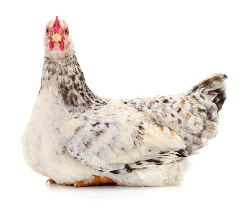 White hen isolated stock image. Image of closeup, domestic - 167361847