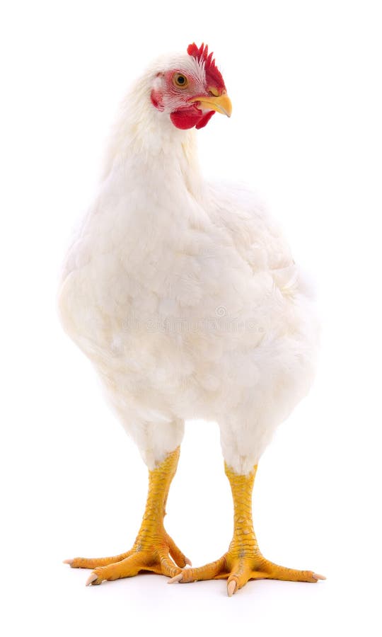 White hen isolated stock image. Image of pets, chicken - 141860801