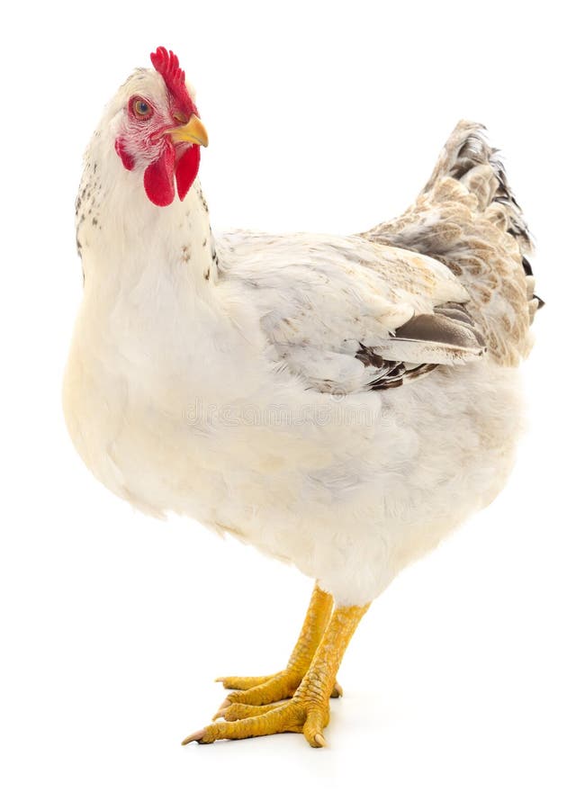 White hen isolated. stock photo. Image of studio, isolated - 70540232