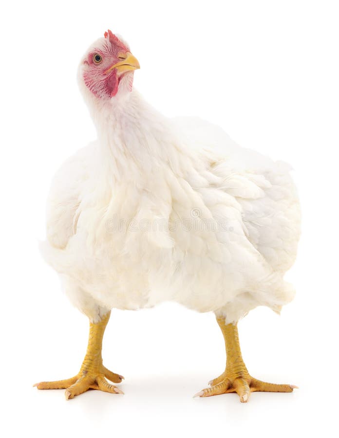 White hen isolated stock image. Image of white, color - 190134527