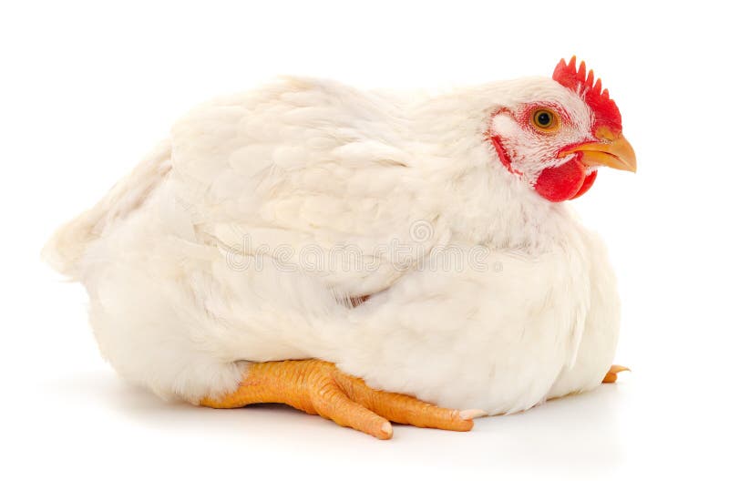 White hen isolated stock image. Image of livestock, chicken - 191330015