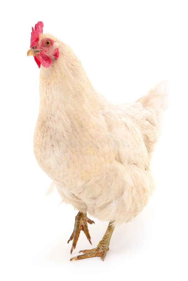 White hen isolated stock image. Image of agriculture - 178998303