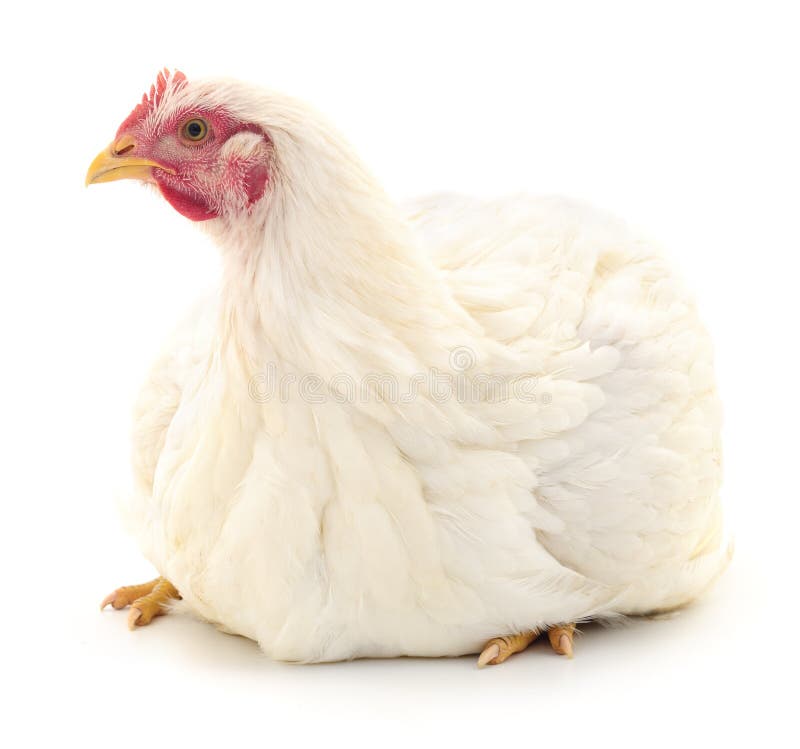 White hen isolated stock image. Image of agriculture - 168371671