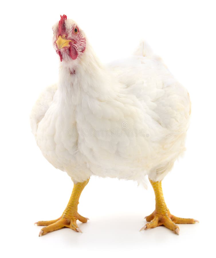 White hen isolated stock image. Image of studio, agriculture - 193044389