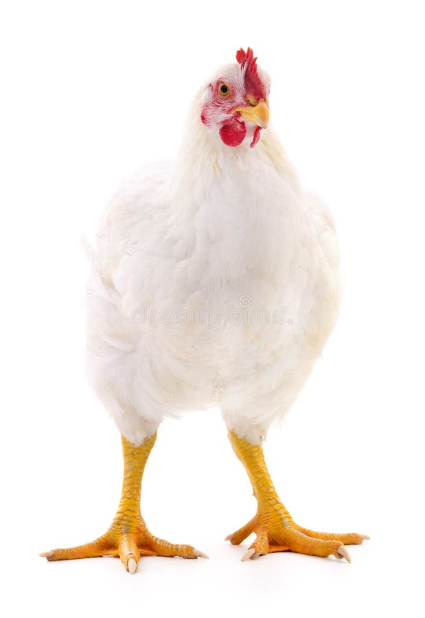 White hen isolated stock photo. Image of female, nature - 196074744