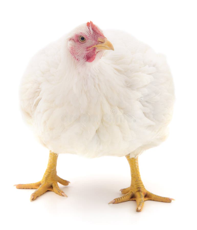 White hen isolated stock photo. Image of female, nature - 196074744