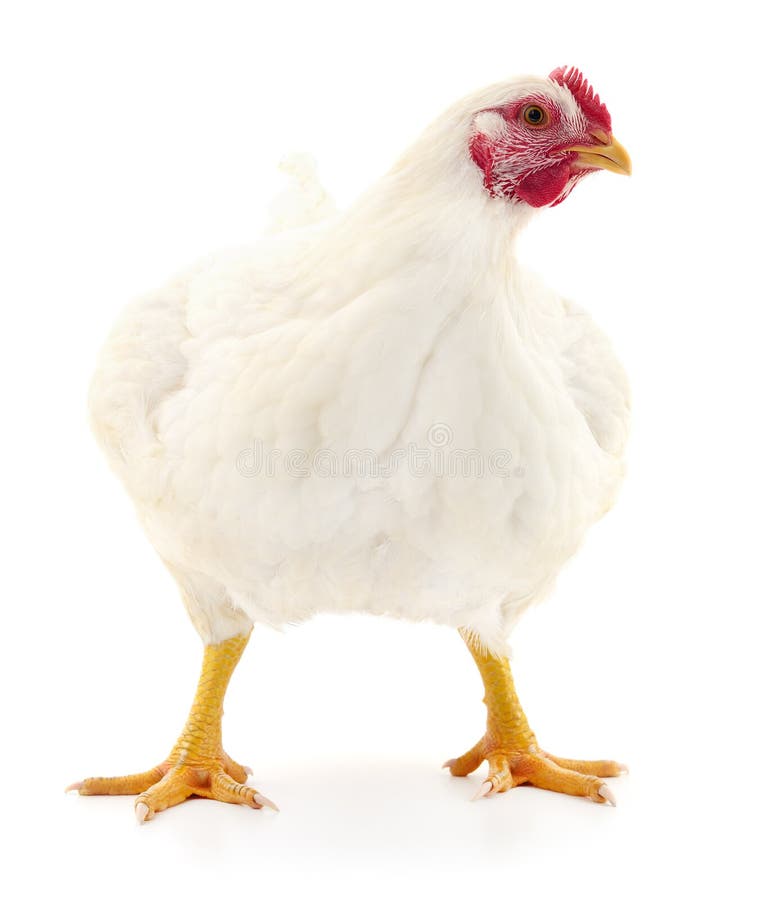 White hen isolated stock photo. Image of agriculture - 196893082