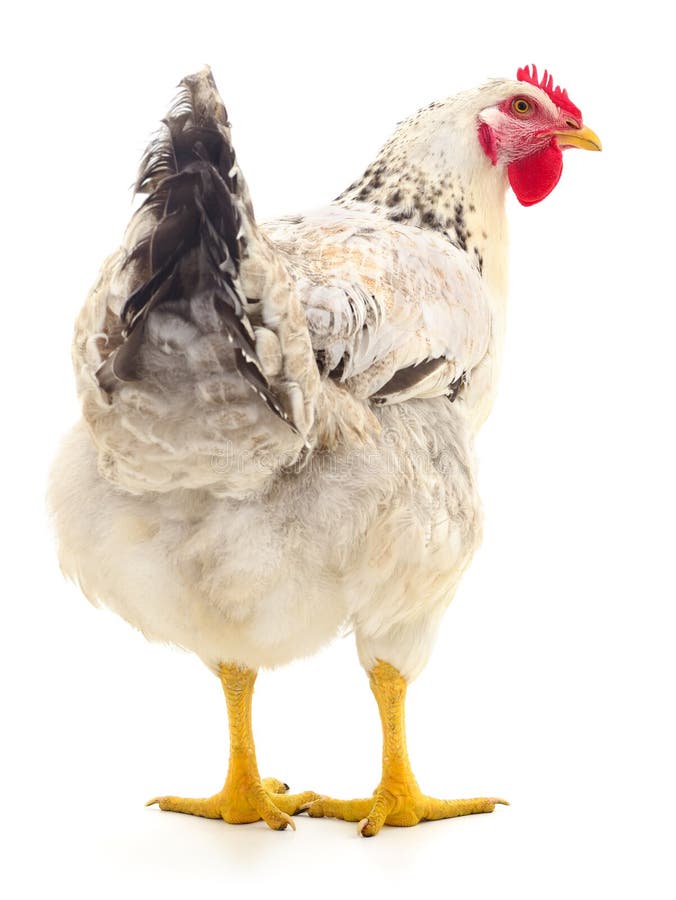 White hen isolated. stock photo. Image of poultry, isolated - 67486382
