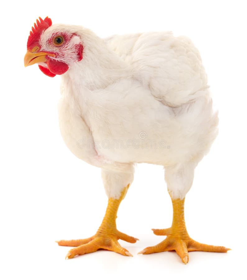 White hen isolated stock image. Image of nature, white - 211847321