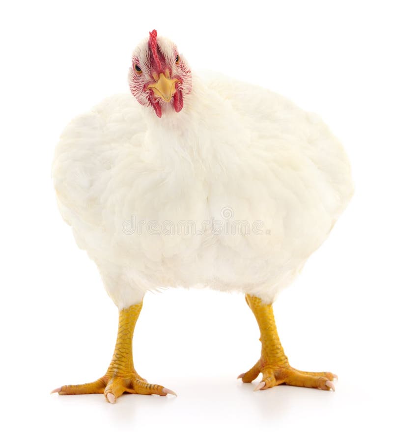 White hen isolated. stock photo. Image of poultry, isolated - 67486382