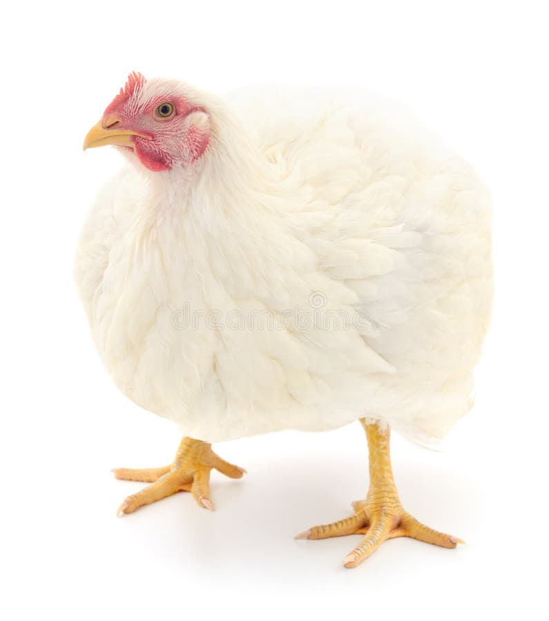 White hen isolated stock photo. Image of isolated, studio - 249402578