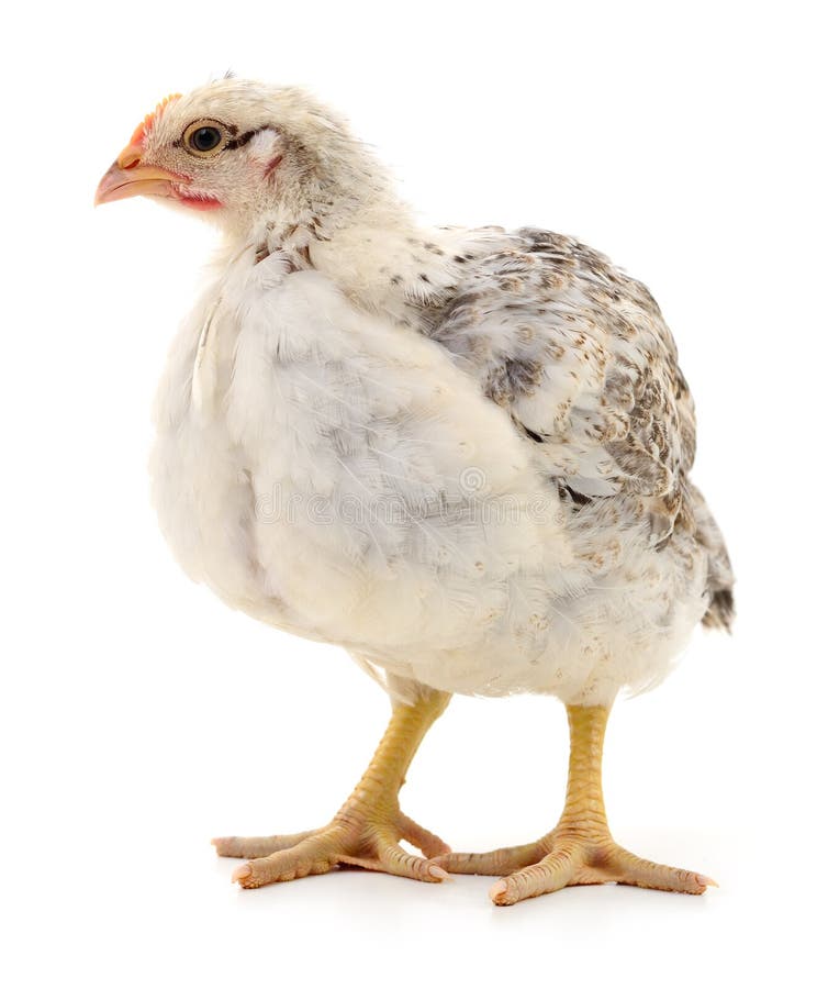 White hen isolated stock photo. Image of nature, shot - 292292024