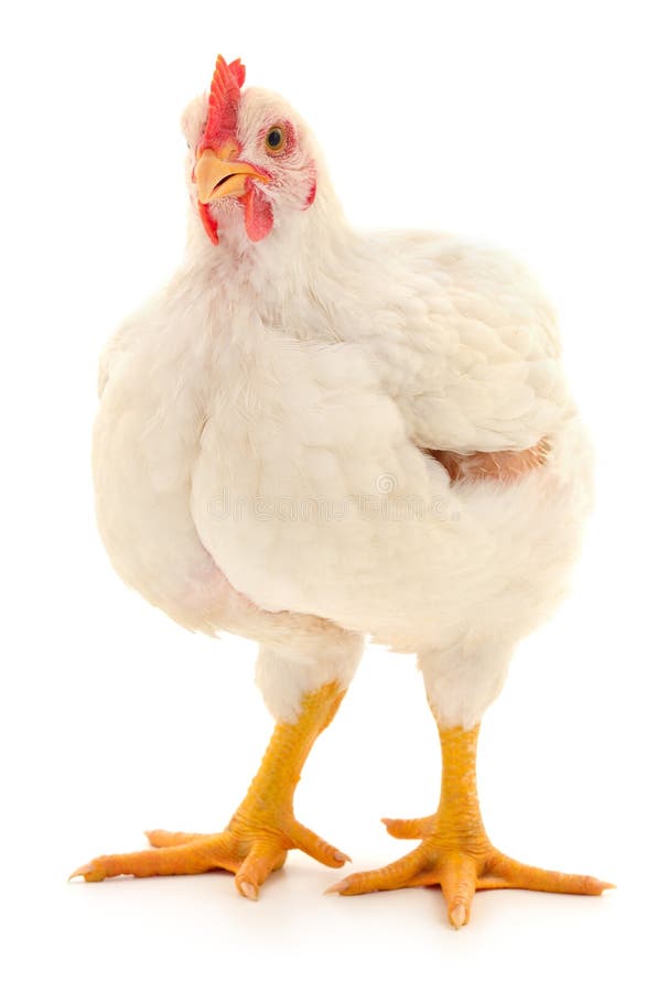 White hen isolated stock photo. Image of nature, shot - 292292024