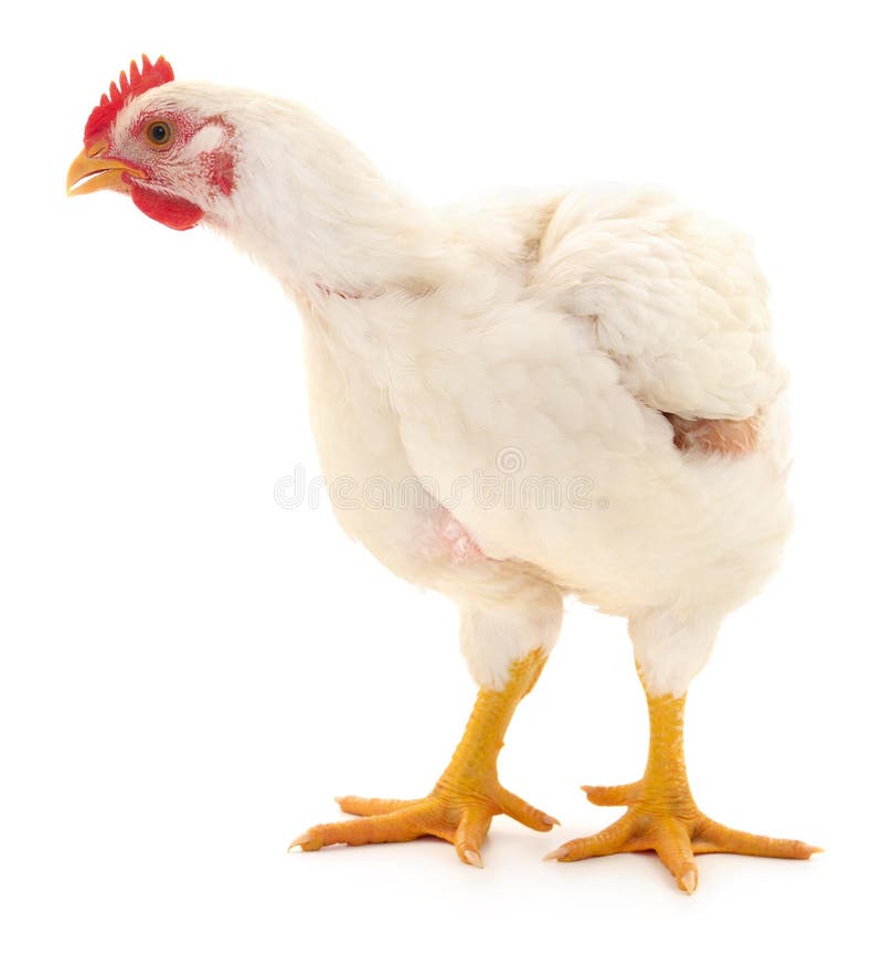 White hen isolated stock photo. Image of bird, chicken - 300937948