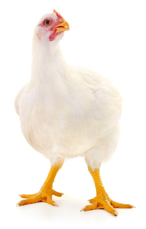 White hen isolated stock image. Image of agriculture - 346962349