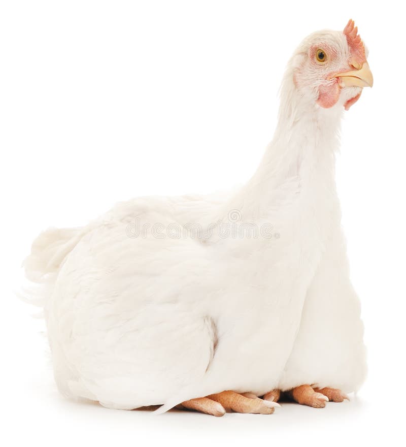 White hen stock image. Image of domestic, chicken, white - 51800079