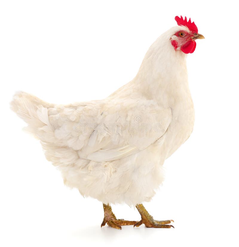 White hen isolated stock photo. Image of standing, animals - 252102120