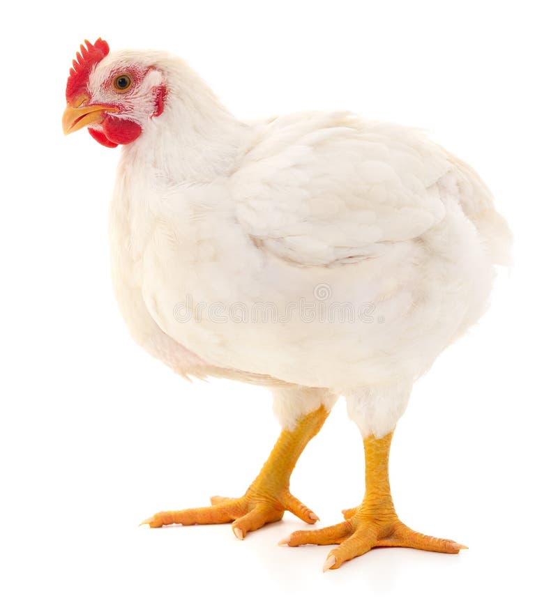 White hen isolated stock image. Image of closeup, domestic - 167361847