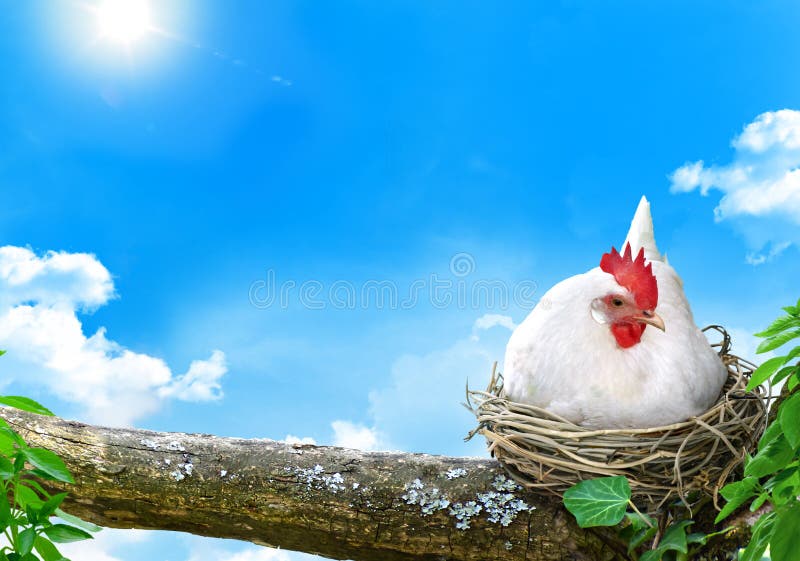 White Hen Laying in a Nest on a Tree Branch Stock Image - Image of ...