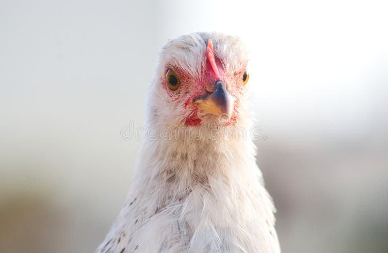 Angry looking chicken stock photo. Image of feeding, livestock - 45456820