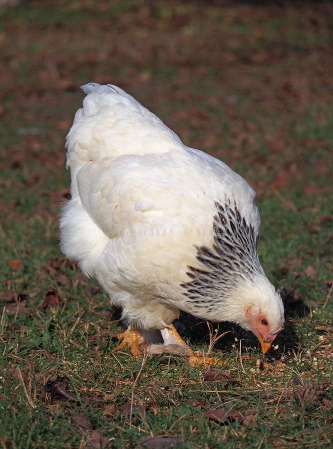 A white hen pecks grain stock photo. Image of livestock - 49182504