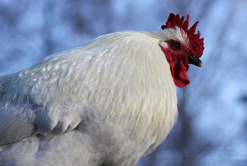 White hen stock photo. Image of hapara, white, easter - 83504440