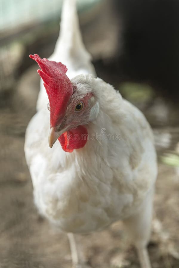 A White Hen with a Red Comb in a Chicken Coop. Close-up Stock Image ...