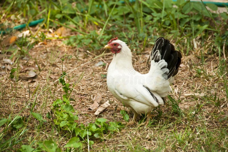 White hen. stock photo. Image of closeup, animal, farm - 30934734