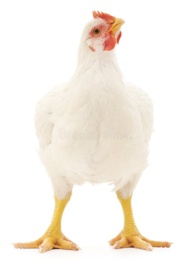 White hen stock photo. Image of domestic, meat, pets - 47469292