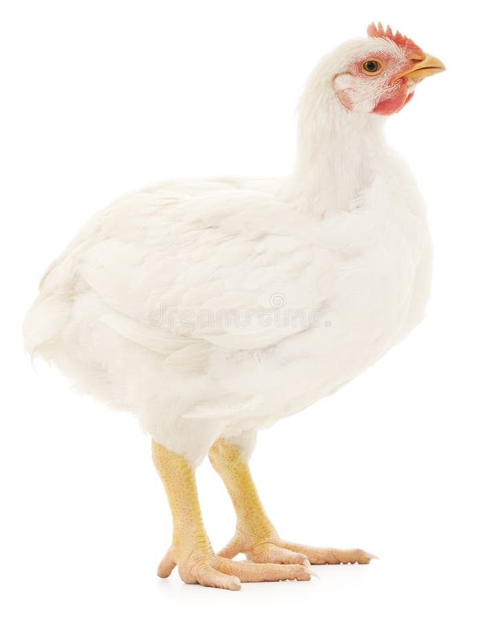 White hen stock photo. Image of livestock, domestic, standing - 49473518
