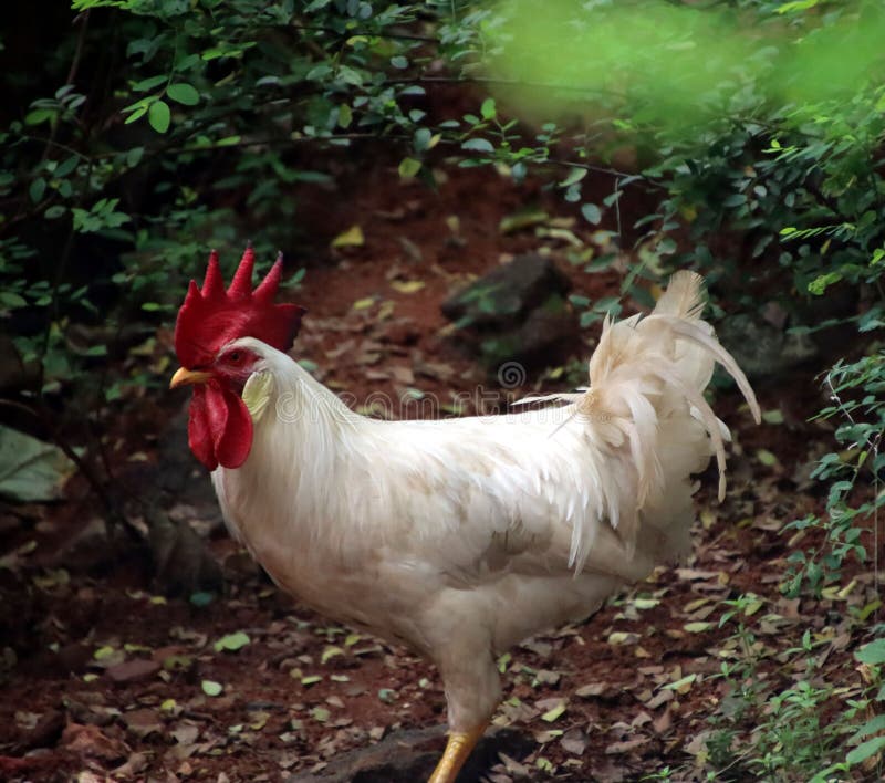 White Running , on the Prowl Stock Image - Image of poultry, bird ...