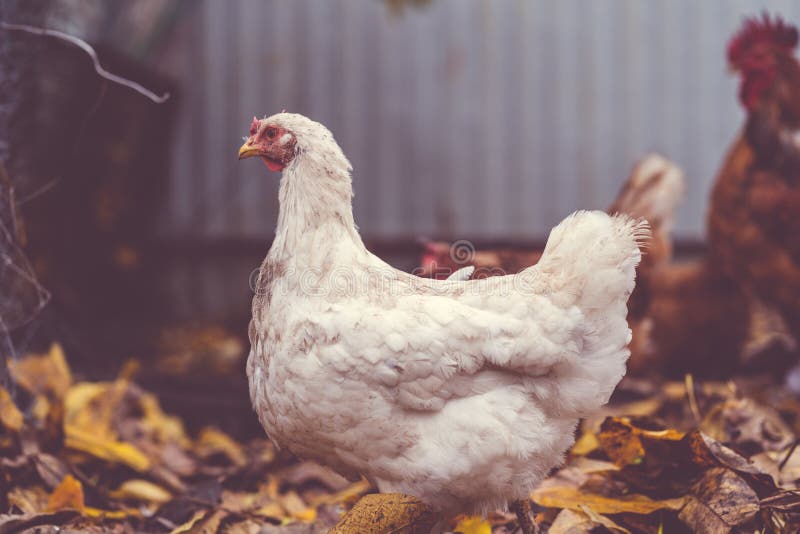 White Hen Walks in the Paddock. a White Hen Walks in an Aviary on an ...