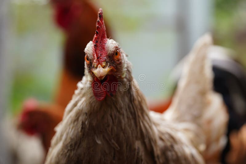 A White Hen Walks in a Pen. Chickens Search for Grain while Walking in ...