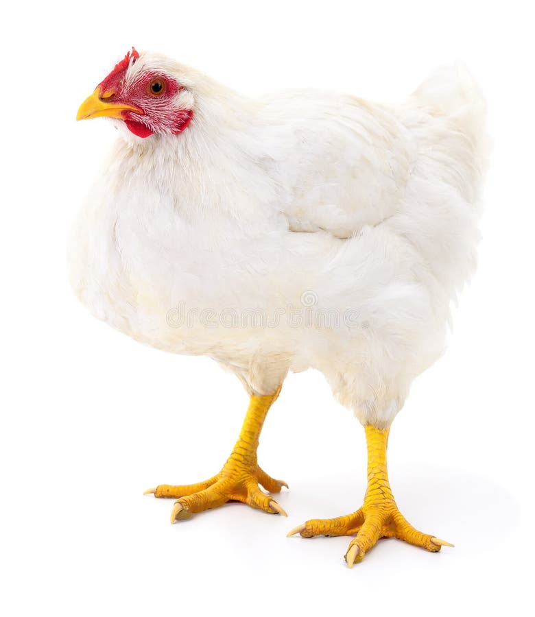 White hen . stock photo. Image of livestock, pets, studio - 85603038