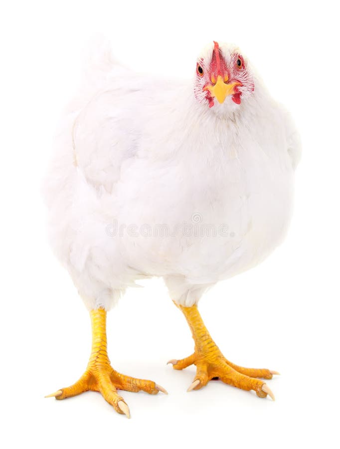 White hen. stock image. Image of chicken, young, livestock - 99394535