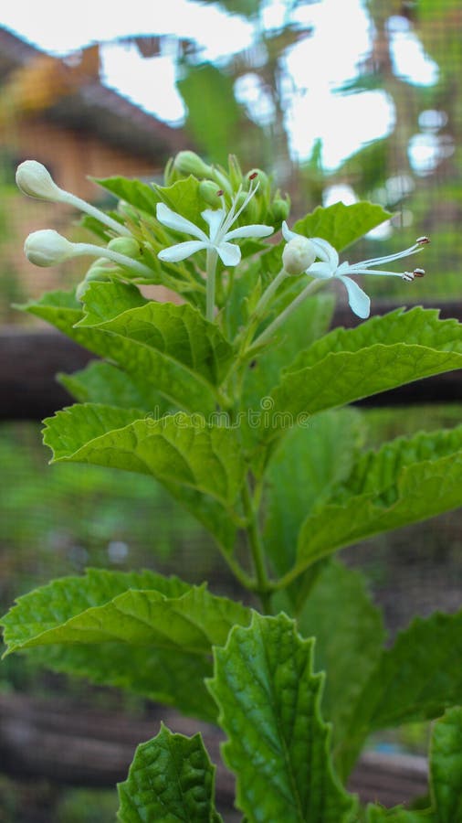 Keji Beling Flower Stock Photos - Free & Royalty-Free Stock Photos from ...