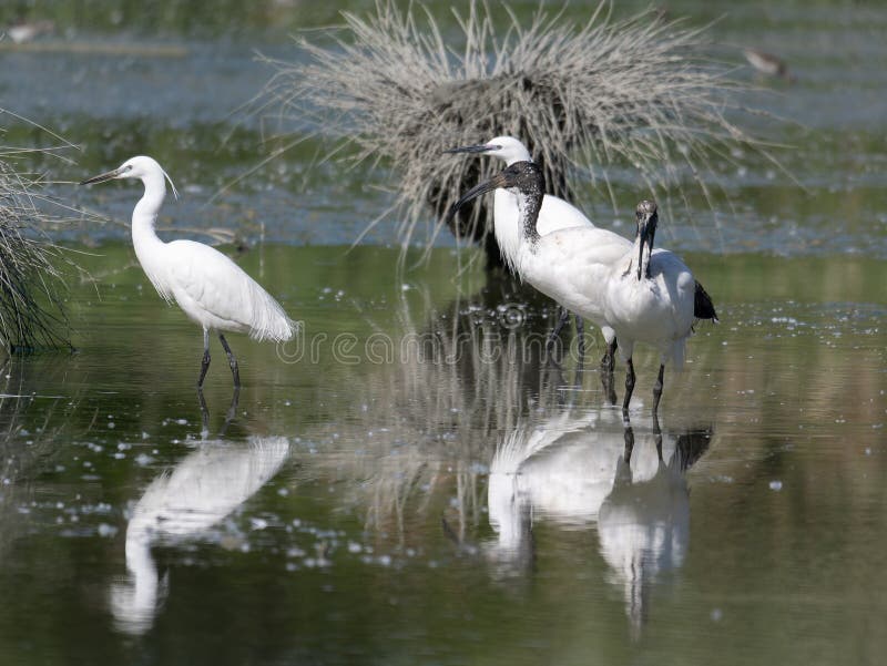 White Heron and African Sacred Ibis, Wading Birds in a Swamp Stock ...