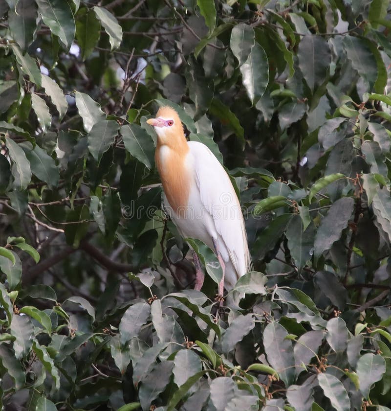 White Heron Baby Bird Sitting on Tree Branch and Watching Stock Image ...