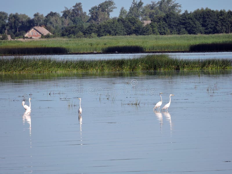 White Heron Birds, Lithuania Stock Image - Image of wild, bird: 44405541
