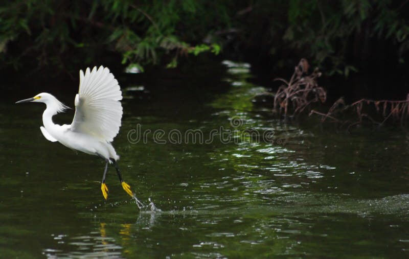 White Birds Flying Over Water Stock Photo - Image of necks, reflected ...
